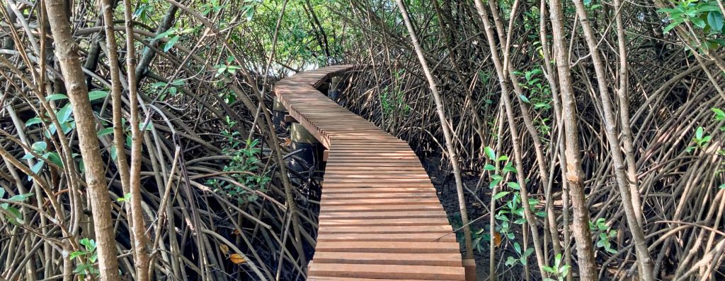 Mangrove Boardwalk • Honavar